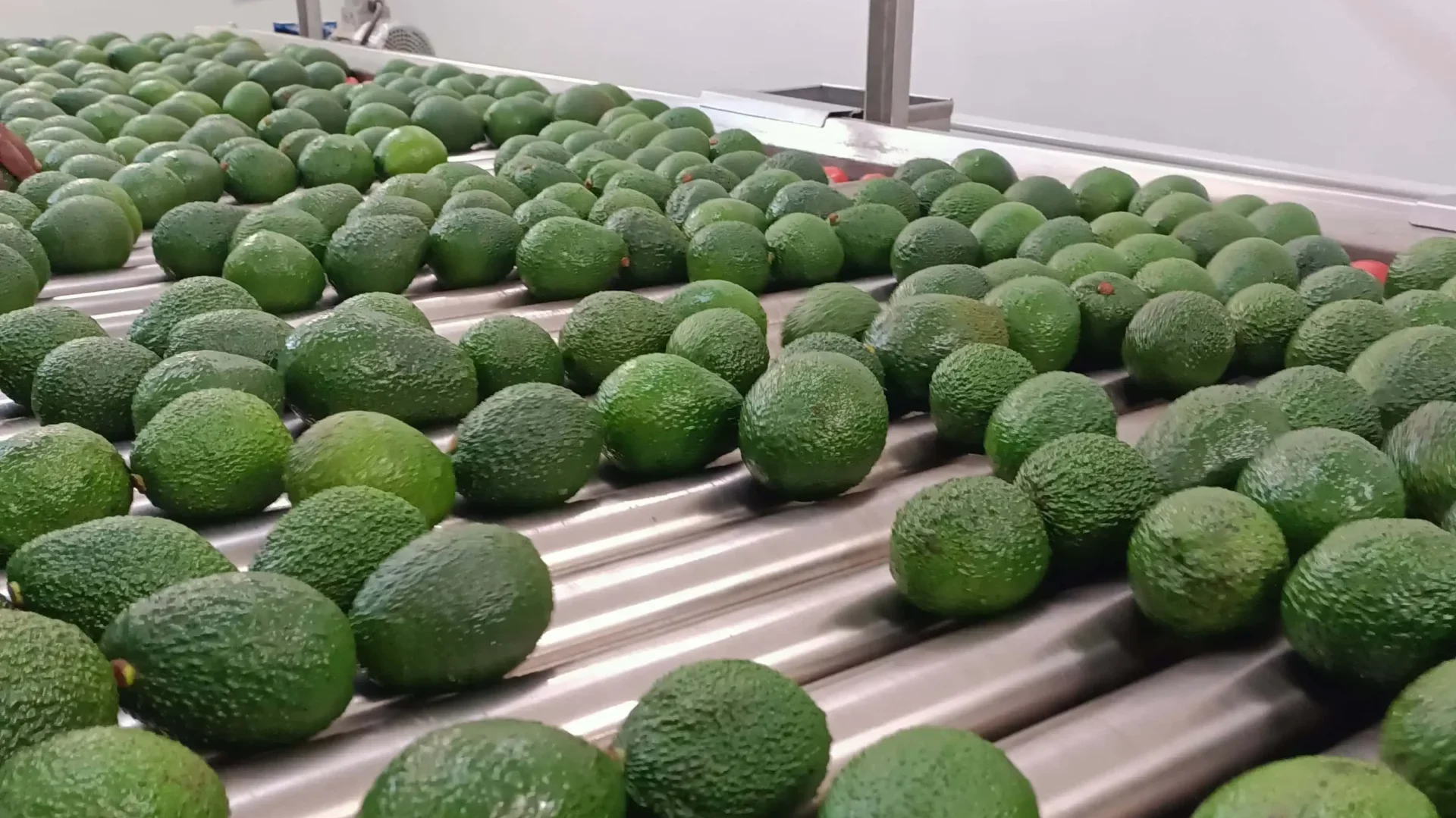 The Truth About the Current Kenyan Avocado Export Market - Avocado ...